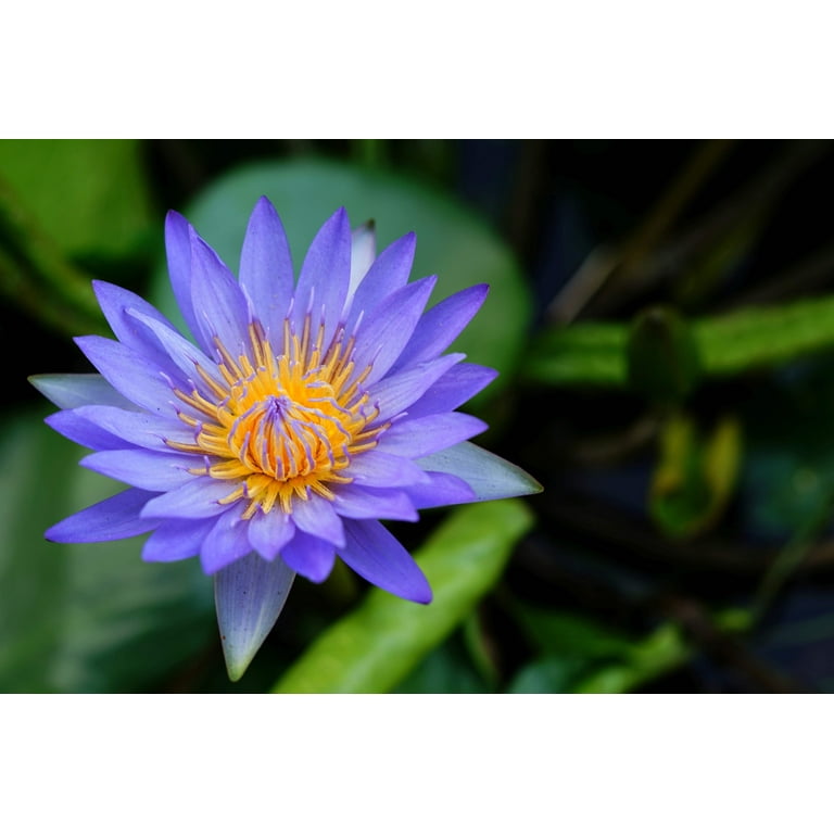 Egyptian Sacred Blue Water Lily Nymphaea Caerulea 10 Seeds Nymphaea