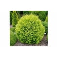 Golden Globe Dwarf Arborvitae ( Thuja ) - Live Plant - ( 2.5 QT ...