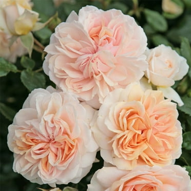 Heirloom Roses - Bolero Rose Bush - White Floribunda Rose Plants ...