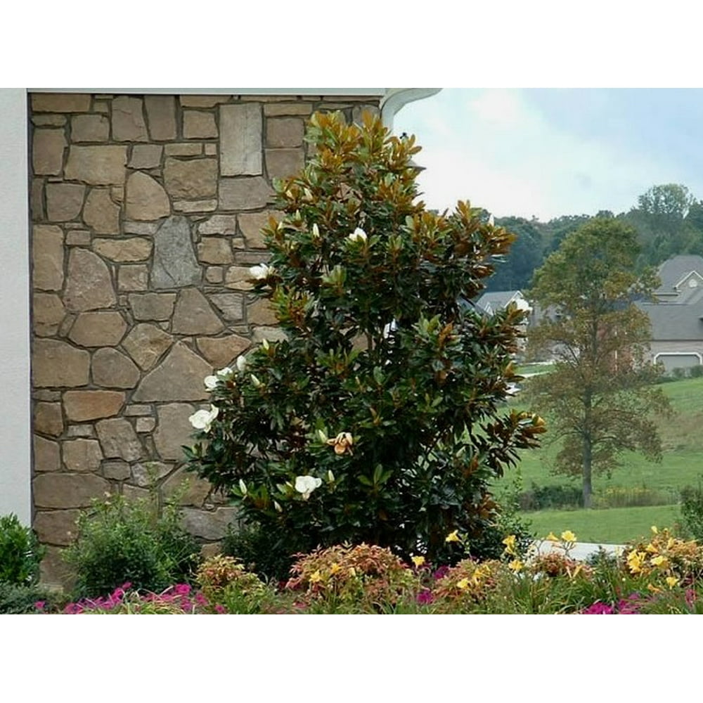 Little Gem Southern Magnolia - Live Plant - ( FG ) - Walmart.com ...