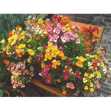 50 Pack, Carousel Mix Zinnia Elegans, Bicolor Flower Seeds in Mixed ...