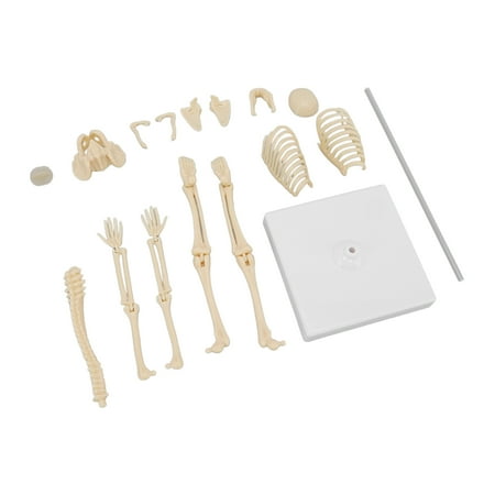 Human Bone Structure, 35cm Learning Tool Light Weight DIY Toy Human ...