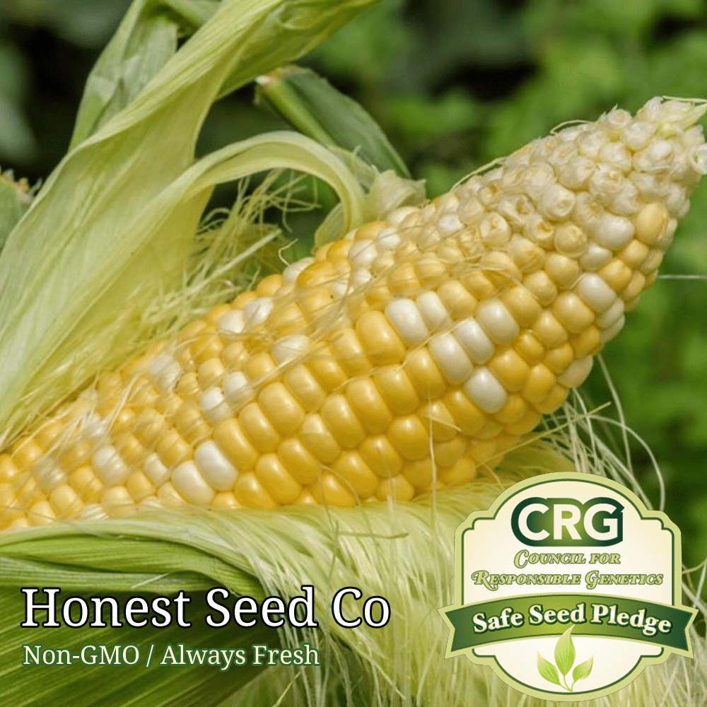 30+ Ambrosia Sweet Corn Seeds | Non-GMO | Hybrid | Fresh Garden Seeds ...