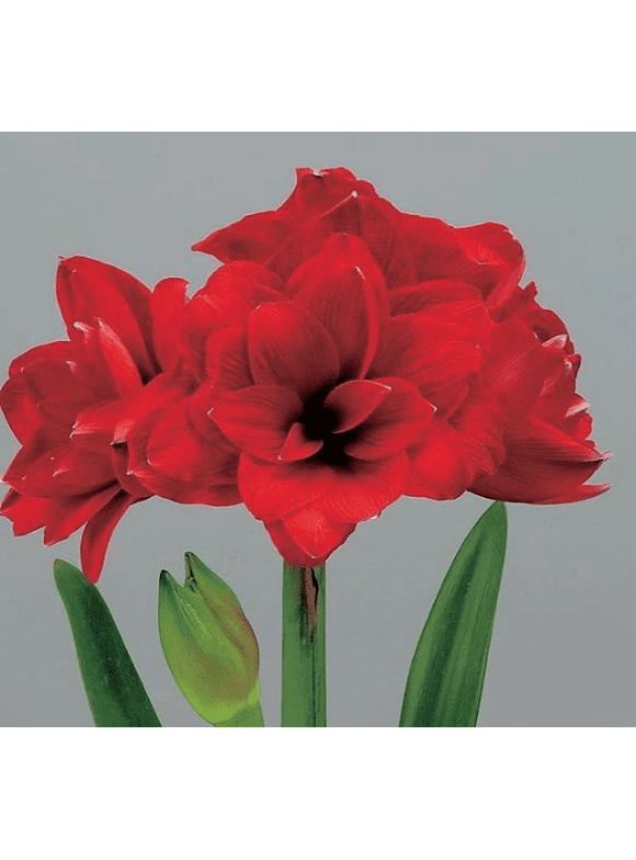 Amaryllis Bulbs in Plant Bulbs - Walmart.com