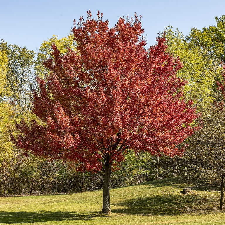 Red Maple Tree October Glory