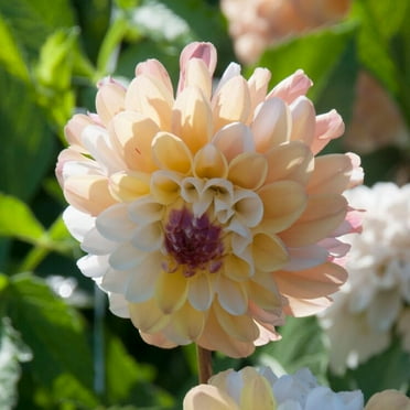 Rose Lily Elena Double Oriental Lilies Flower Bulbs - 3 Lily Bulbs per Pack - Pleasantly Scented ...