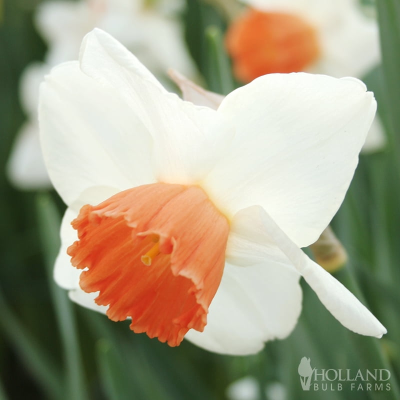 Geranium Tazetta Daffodil - Walmart.com
