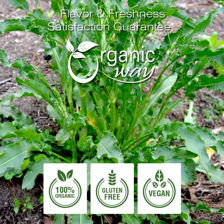 Yellow Dock Root Plant