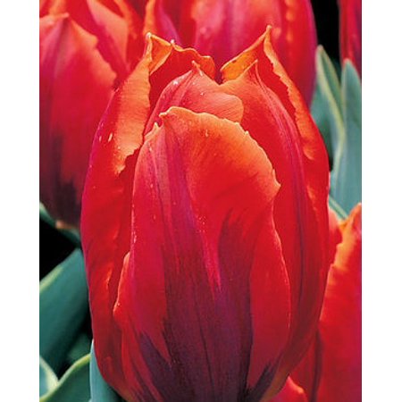 Fire Queen Tulip 10 Bulbs - 12/+ cm - Orange Flowers with Red Flame ...