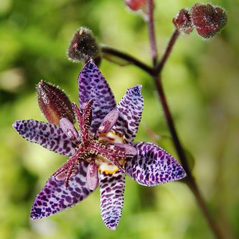 Blue Toad Lily