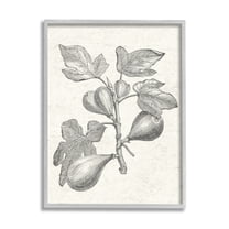 Free Shipping! Stupell Industries Vintage Fig Plant Study Gray Framed ...