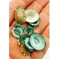 50 Small Green Limpet Shells Seashells Shellcraft Beautiful Beach ...