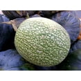 10 Shark Fin Melon Seeds for Planting Exotic Garden Squash Seeds ...