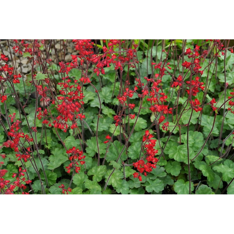 Heuchera Sanguinea Ruby Bells