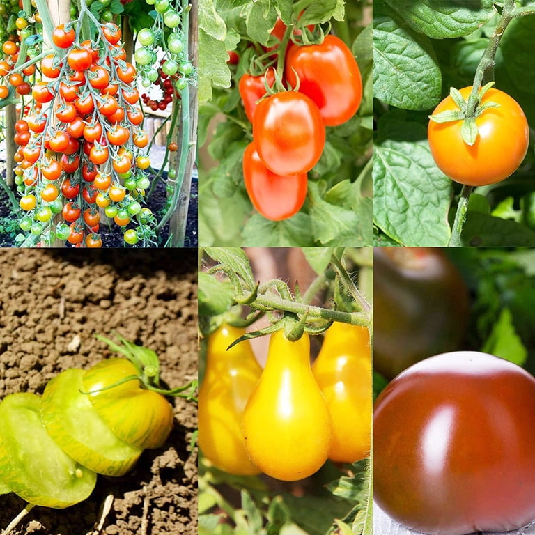 Green Zebra Cherry Tomato