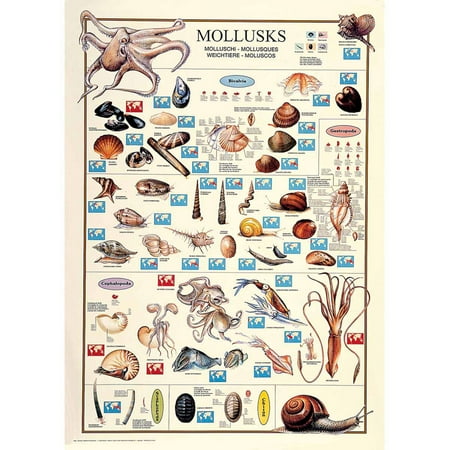 Mollusks Educational Chart - Walmart.com