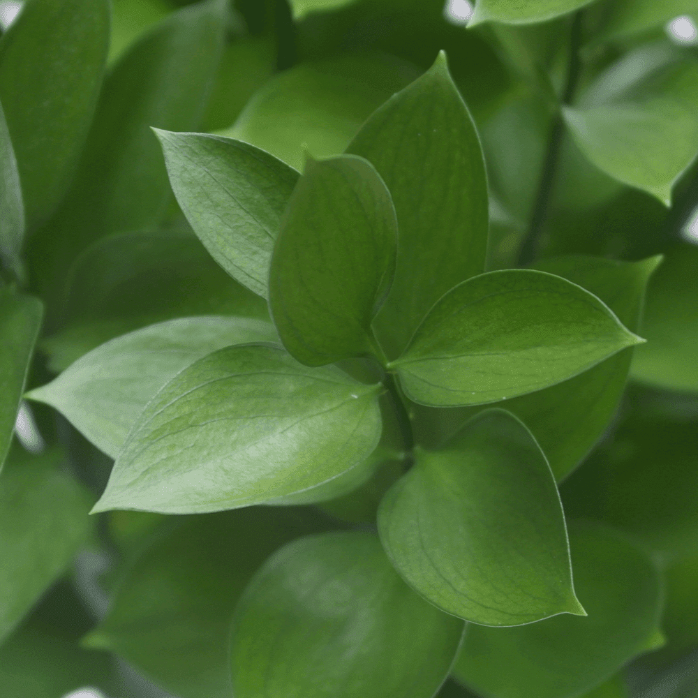 60 Stems of Ruscus Leaves- Beautiful Fresh Cut Flowers- Express ...
