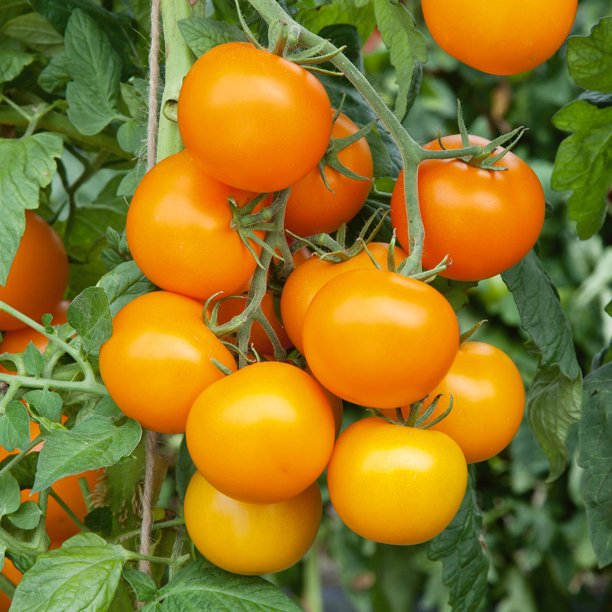 Mini Orange Tomato Seeds - 300 Mg Packet ~65 Seeds - Non-GMO, Heirloom ...