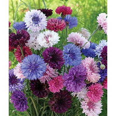 Sweet William Single Mixed Colors Seed - 1 Packet - Walmart.com