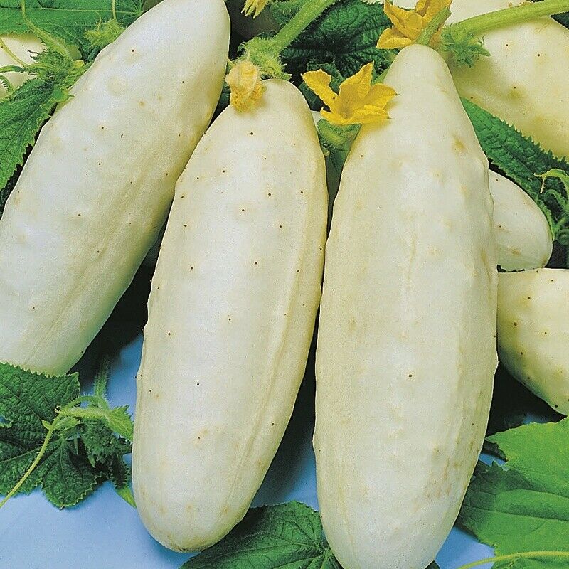 Cucumber White Wonder Seeds - Walmart.com