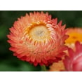 100 APRICOT & PEACH STRAWFLOWER Mix Coral Paper Daisy Helichrysum ...