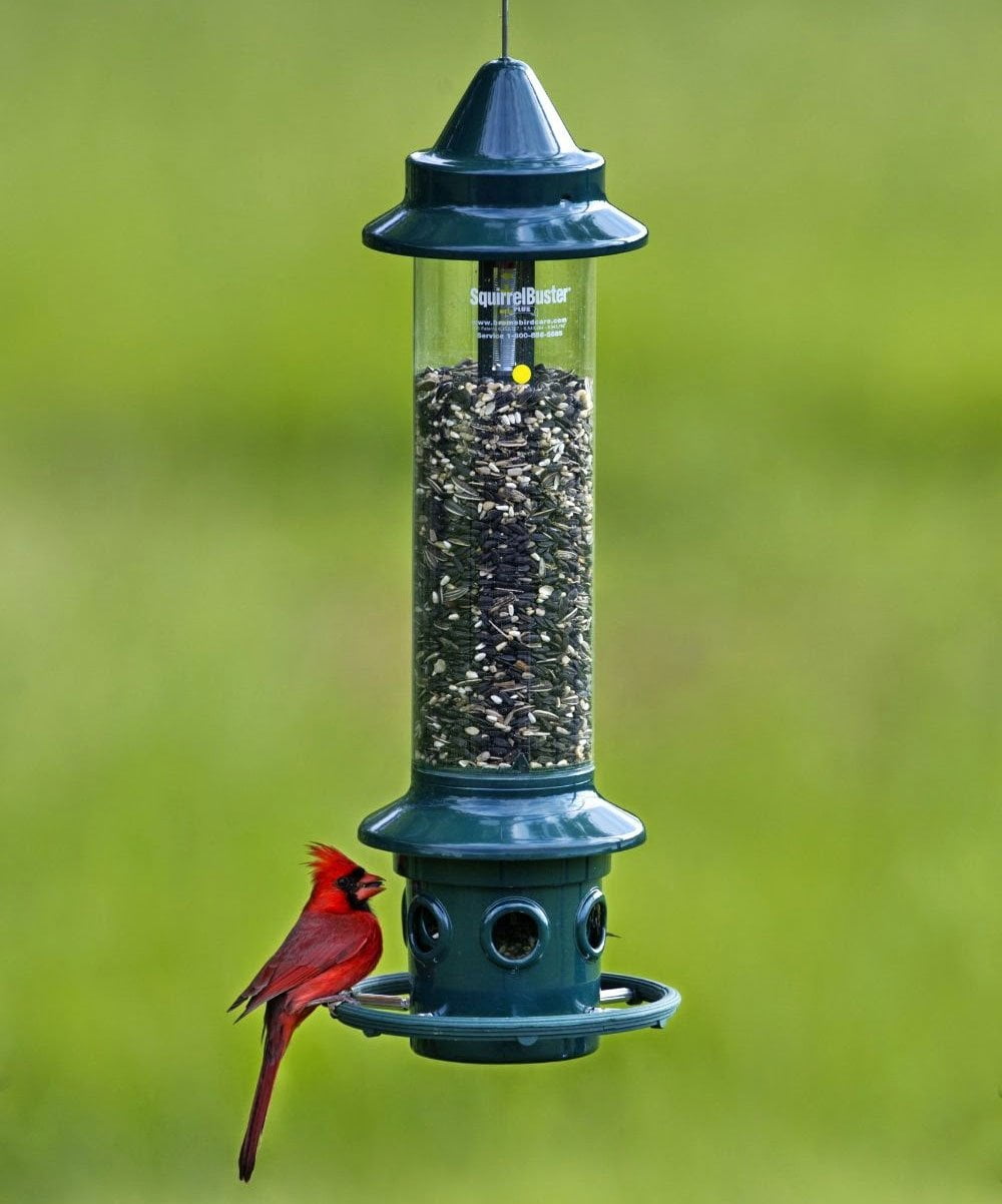 Brome Squirrel Buster Plus Mangeoire pour Oiseaux - Walmart.ca