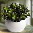 "Live Mini Dwarf Jade Plant - Crassula ovata minor - Easy to Grow Indoor Houseplant - 2.5"" Pot ...