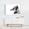 Handsome Jay - Photography Bird Wildlife Nature Animal Portrait ...