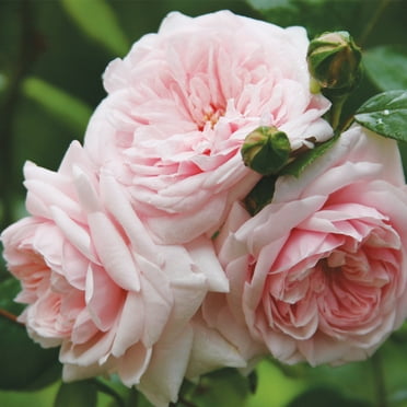 Antique Climbing Rose by Heirloom Roses - Climbing Rose Bush - Walmart.com