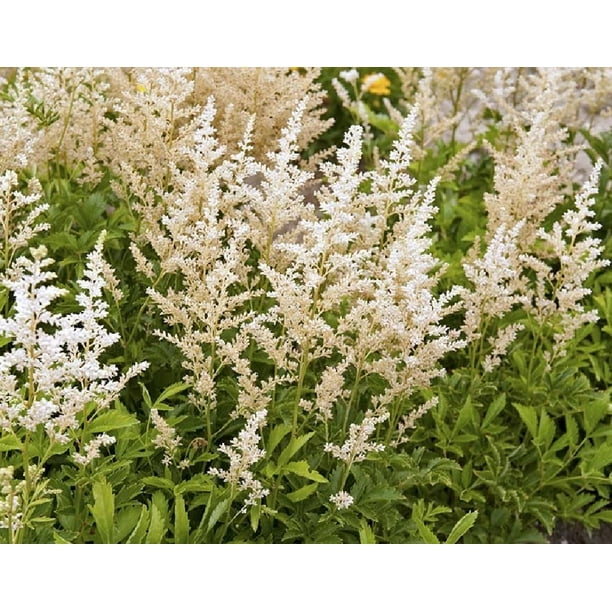 Snowdrift Astilbe - Shade Perennial - Live Plant - Quart Pot - Walmart ...
