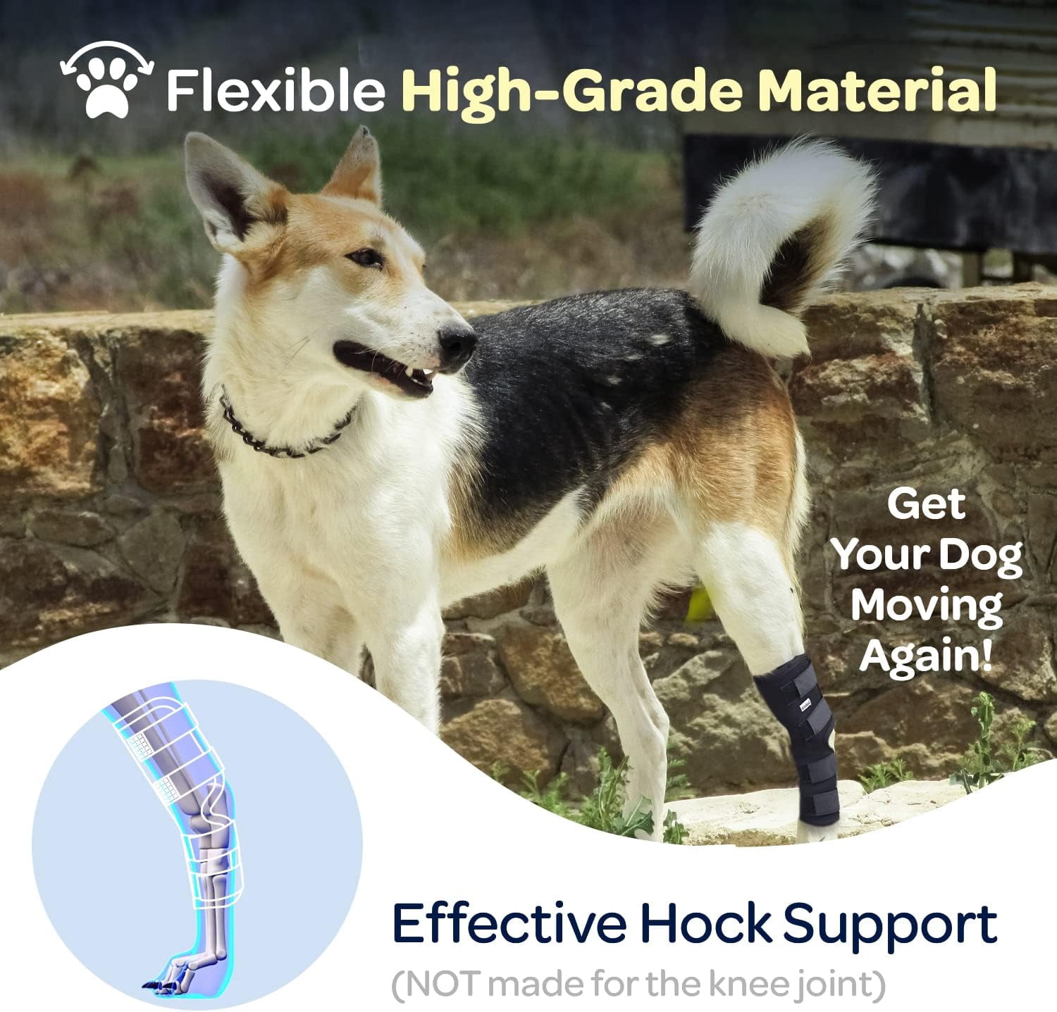 What Is The Hock Joint On A Dog