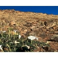 Toloache Datura Wrightii Sacred Moonflower Moon Lily Angel's Trumpet ...