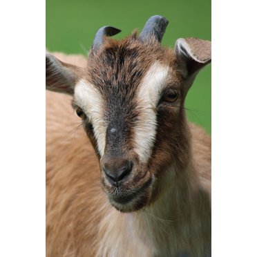 Nodin Press Blank Journals: Raccoon Blank Journal (Hardcover) - Walmart.com