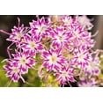 100 TWINKLE DWARF PHLOX Drummondii Cuspidata var. Stellaris Star Mix ...