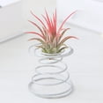leaveforme 10Pcs Air Plant Wire Spring Holders Flowerpots Miniature ...
