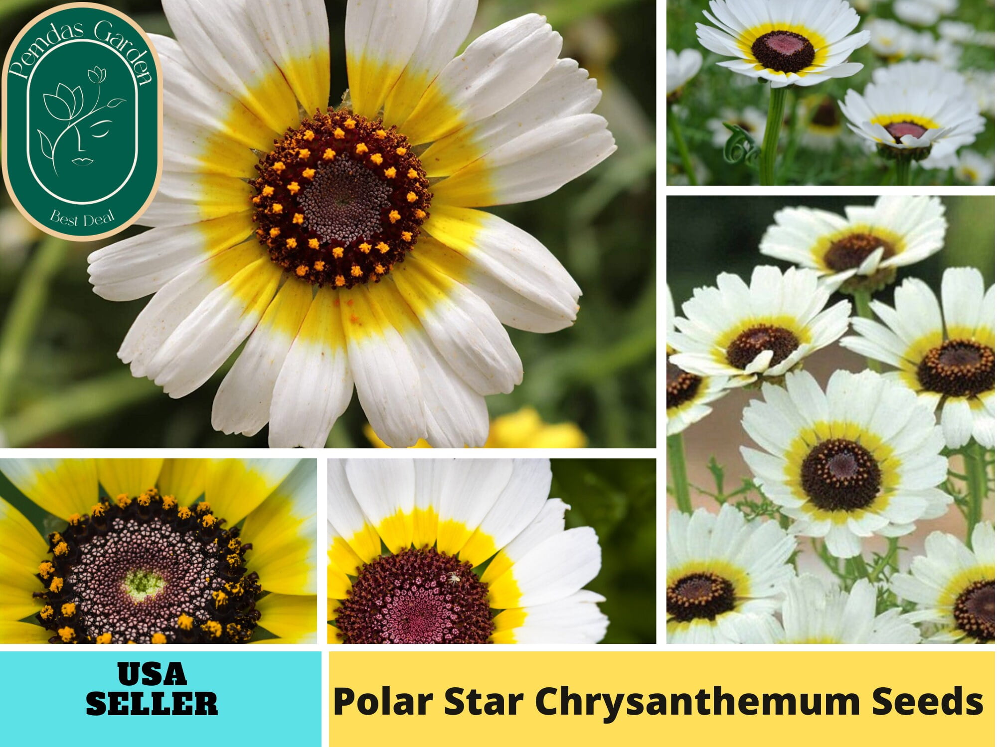 50+ Seeds| | Polar Star Chrysanthemum ~ Authentic Seeds ~ GMO Free ...