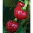 Sweet Red Cherry Pepper Seeds, 25 Heirloom Seeds Per Packet, Non GMO ...