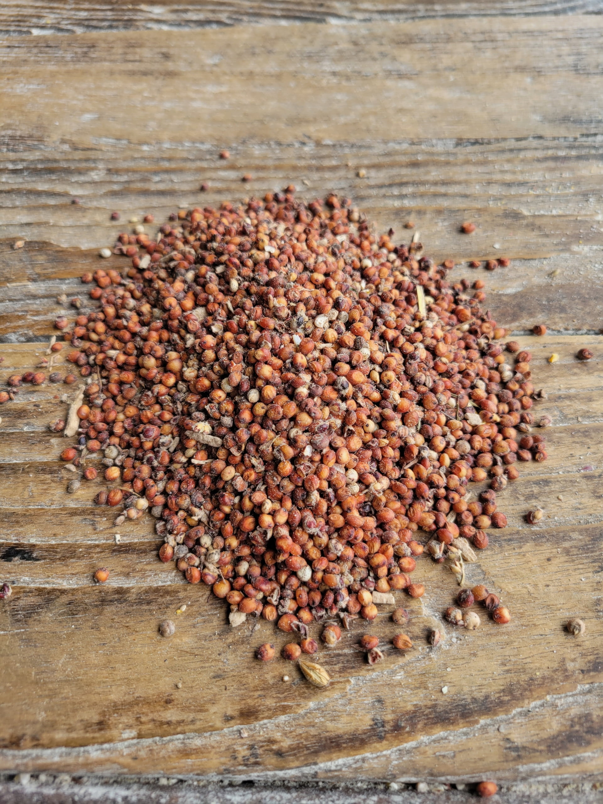 Milo, Red Sorghum, Non-GMO, Perfect for Mushroom Growers, 25 lbs ...