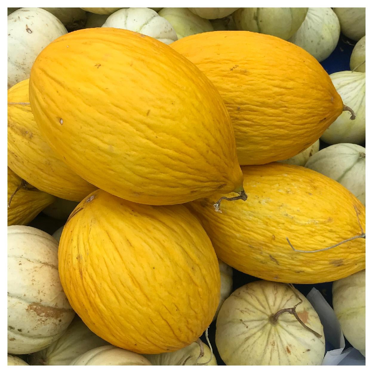 Everwilde Farms - 1 oz Organic Crenshaw Melon Seeds - Gold Vault Bulk ...