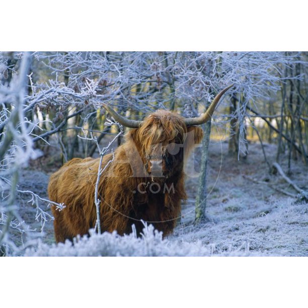 Scottish Highland Cow in Frost, Animals Scenic World Culture Unframed ...