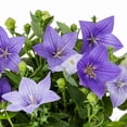 Expert Gardener 2.5QT Purple Platycodon Live Perennial Plant Sun 3-Pack ...