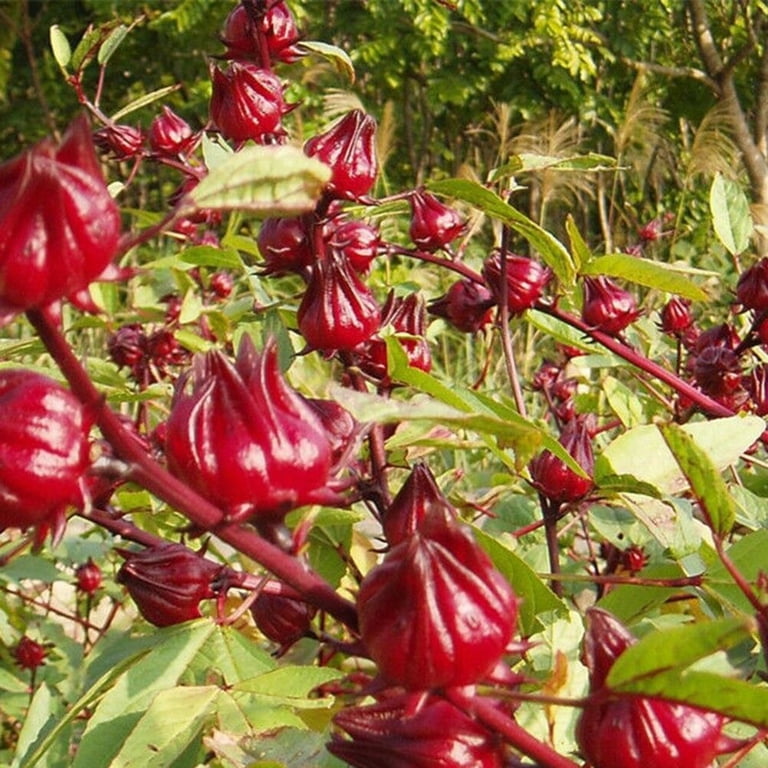 Red Sorrel Seeds