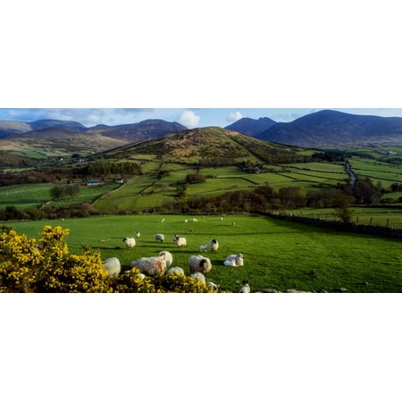 Mourne Mountains, County Down, Ireland, Sheep Near Tullymore Forest ...