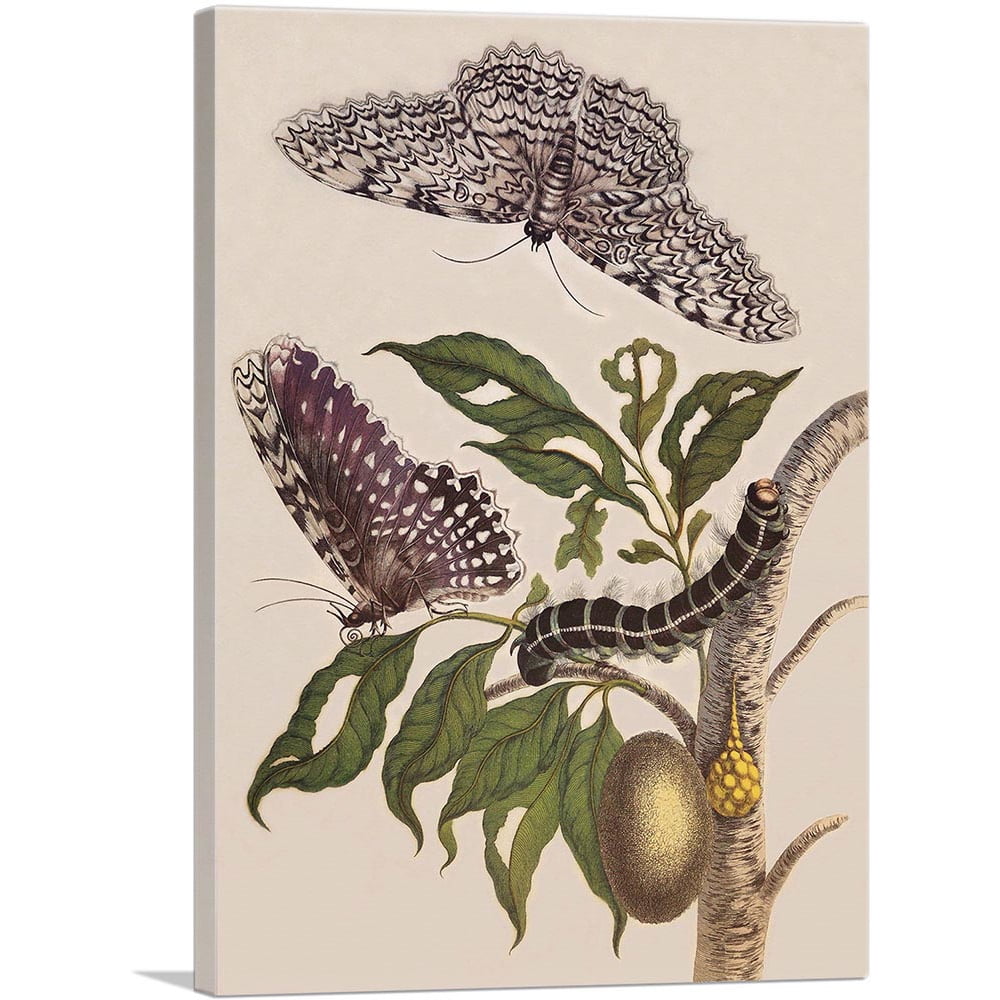 ARTCANVAS Butterflies Plant And Caterpillar Canvas Art Print by Maria ...
