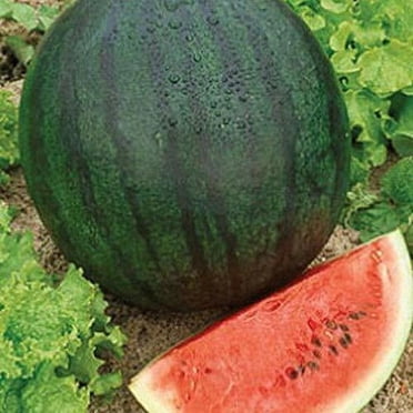 Charleston Grey Watermelon Seeds - 2 g ~16 Seeds - Non-GMO, Heirloom ...