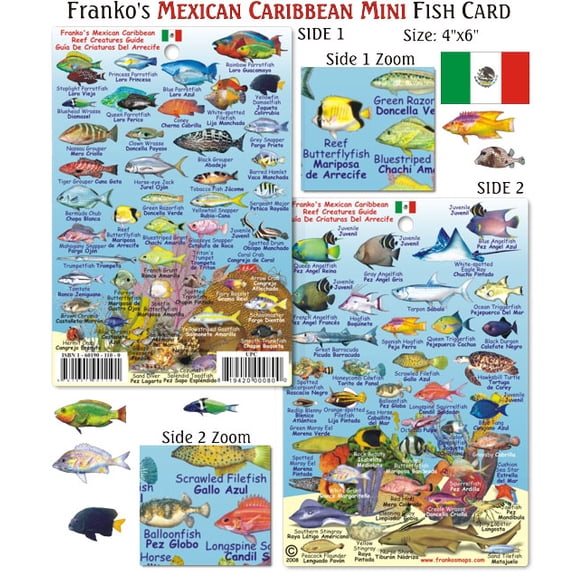 Franko Maps, Belize Reef Creatures Fish ID-Card - Walmart.com
