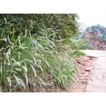500 MUTTONGRASS Poa Fendleriana Eragrostis Mutton Grass Bluegrass ...