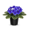 Blue African Violets Live Plants in Pots, Live African Violet Plants ...