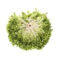 Earthcare Seeds - Endive Green Curled Ruffec 500 Seeds (Cichorium ...