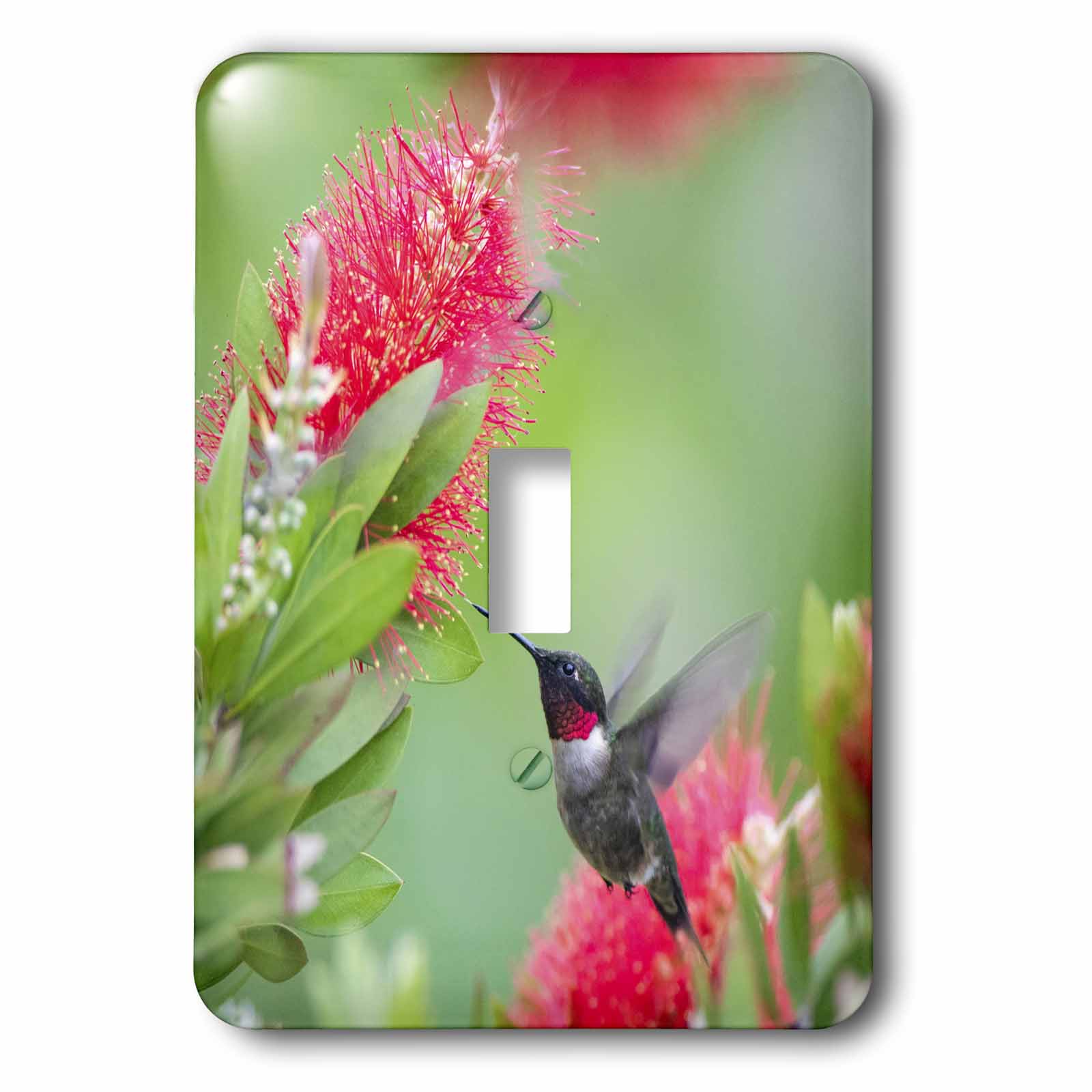 Ruby-throated hummingbird, Archilochus colubris male feeding. single ...